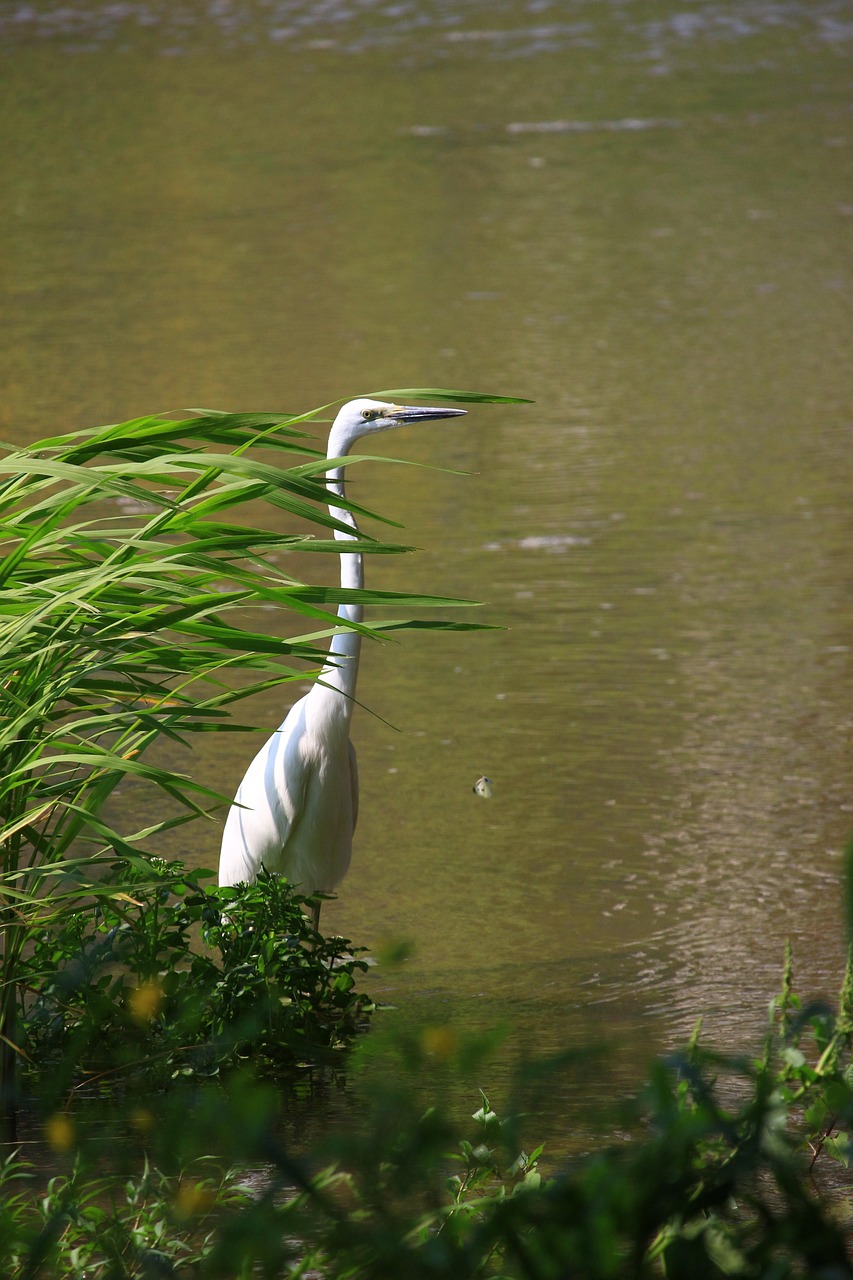 Great Egret River - Free photo on Pixabay - Pixabay