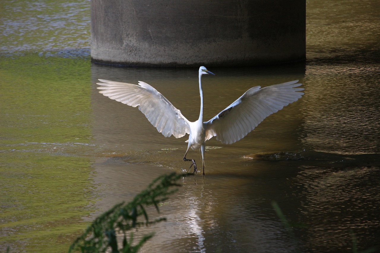 Great Egret River - Free photo on Pixabay - Pixabay
