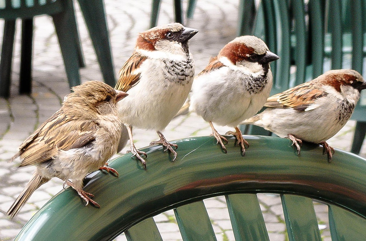 Des Oiseaux Moineaux La Nature - Photo gratuite sur Pixabay - Pixabay