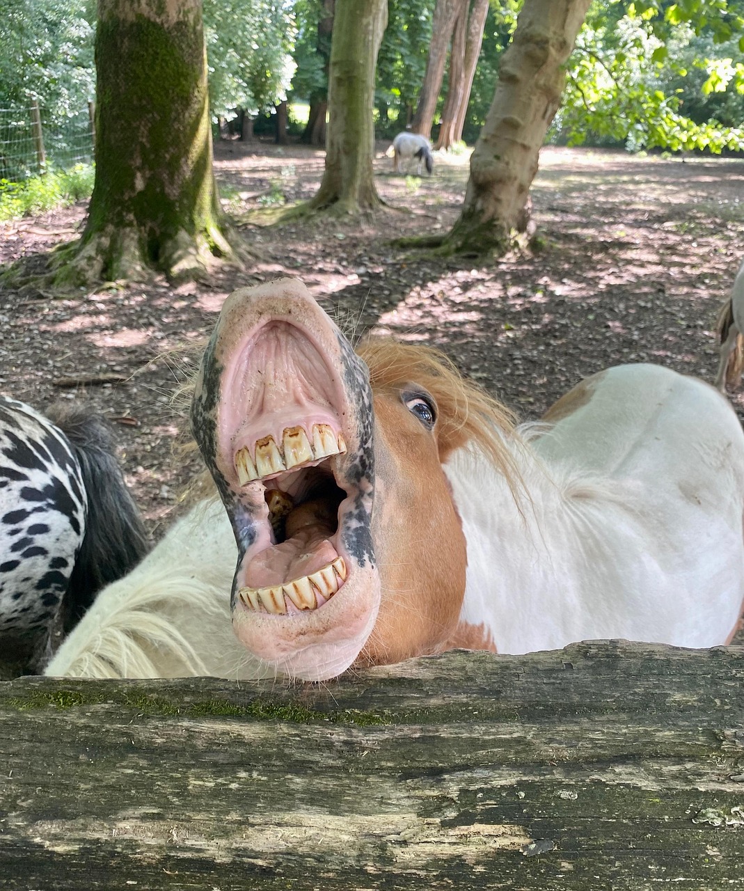 Horse Funny Animal - Free photo on Pixabay - Pixabay