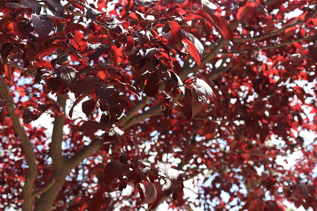 Árboles Hojas Rojas Follaje - Foto gratis en Pixabay - Pixabay