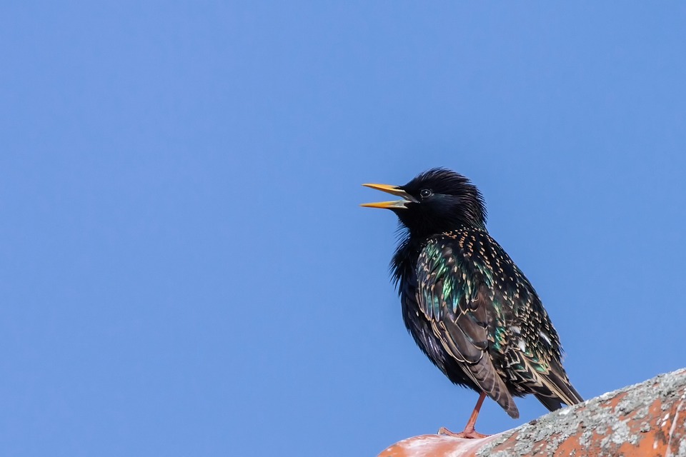 Starling Bird Nature - Free photo on Pixabay