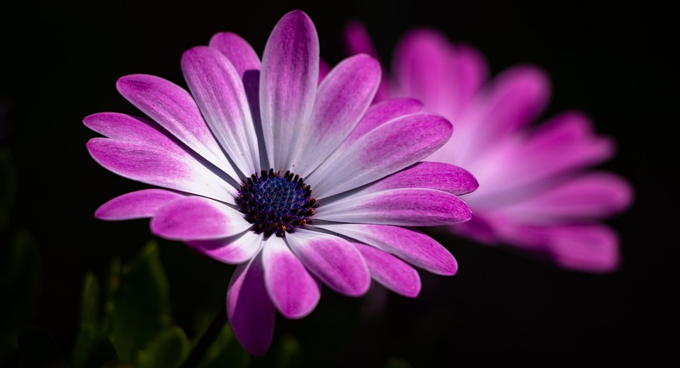 Fleur Cape Panier Fleurir - Photo gratuite sur Pixabay