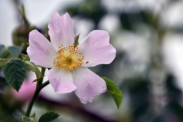 Chien Rose Fleur Plantes - Photo gratuite sur Pixabay - Pixabay