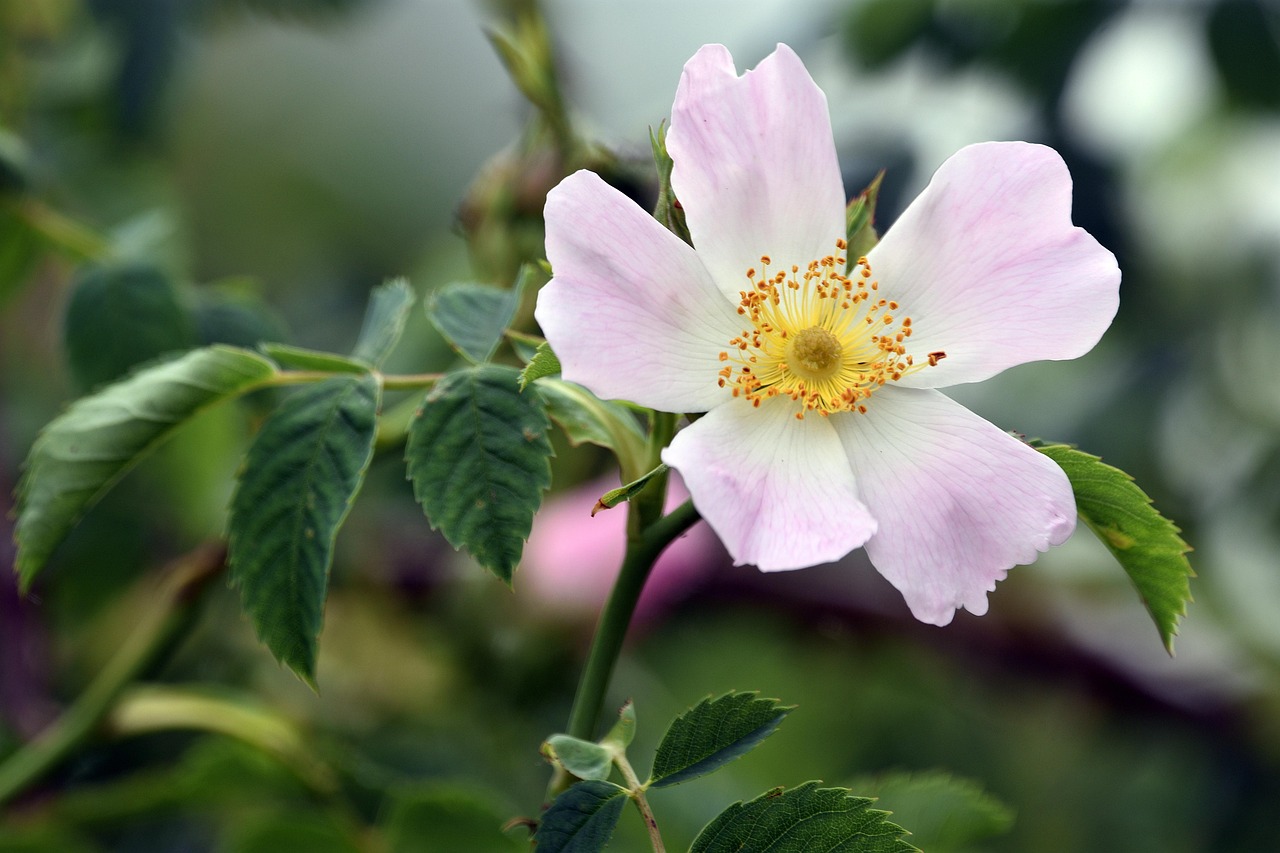 Hund Rose Blume Pflanze - Kostenloses Foto auf Pixabay - Pixabay