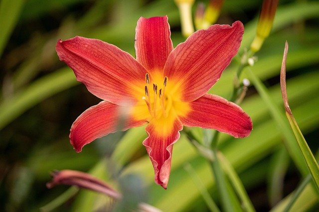 Bunga-Bunga Mekar Musim Semi - Foto gratis di Pixabay - Pixabay