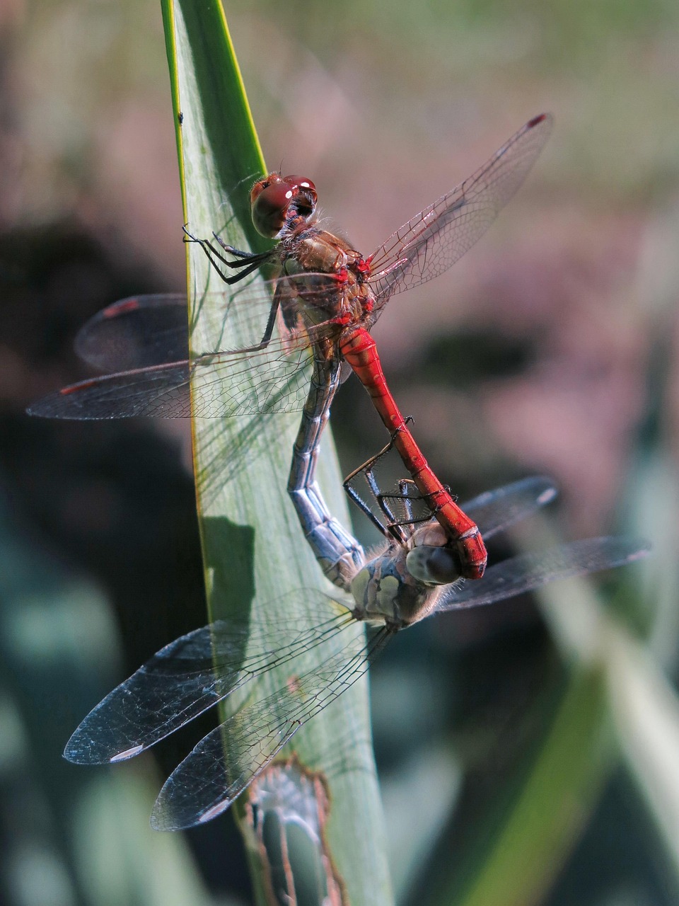 Dragonfly Insects Pairing Macro - Free photo on Pixabay