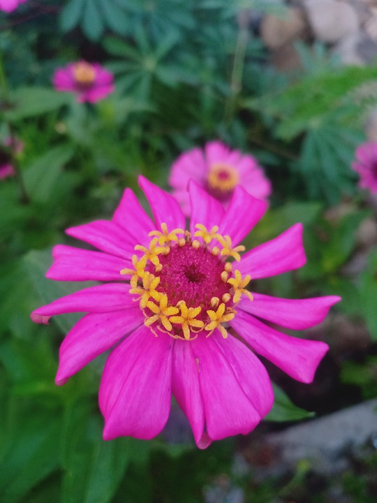 Zinnia Flor Planta - Foto gratis en Pixabay - Pixabay