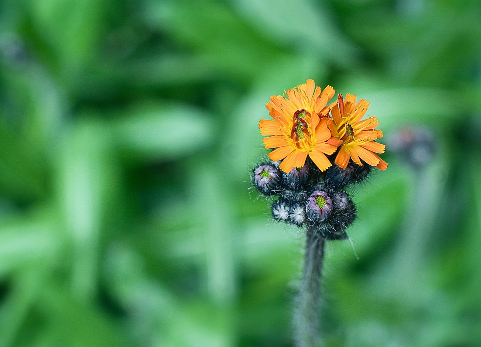 Fuchs Und Junge Blumen - Kostenloses Foto auf Pixabay