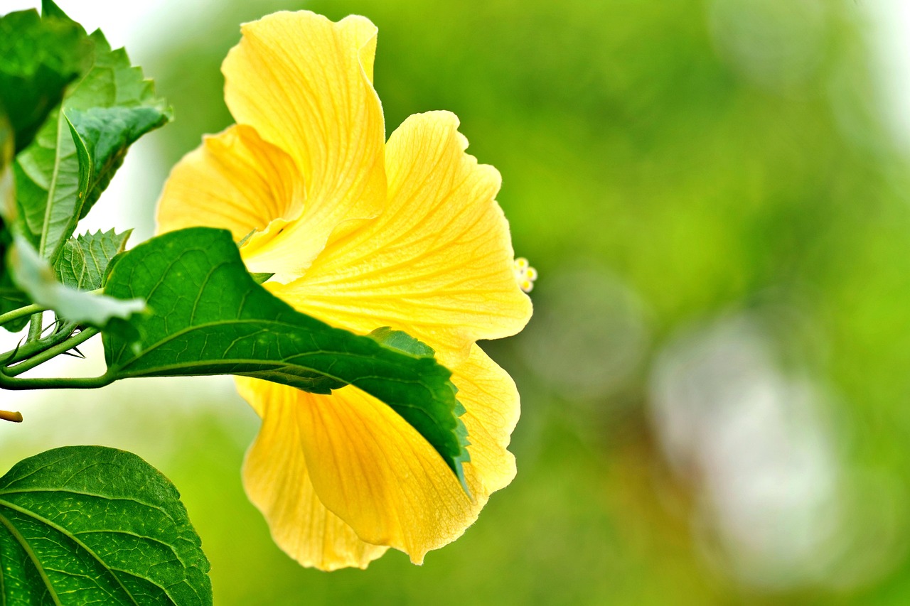 Hibiscus Fleur Plantes - Photo gratuite sur Pixabay - Pixabay