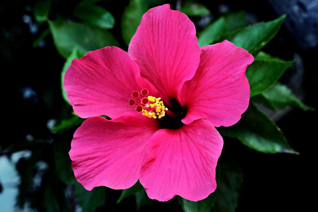 Hibiscus Rose Fleur Plantes - Photo gratuite sur Pixabay - Pixabay