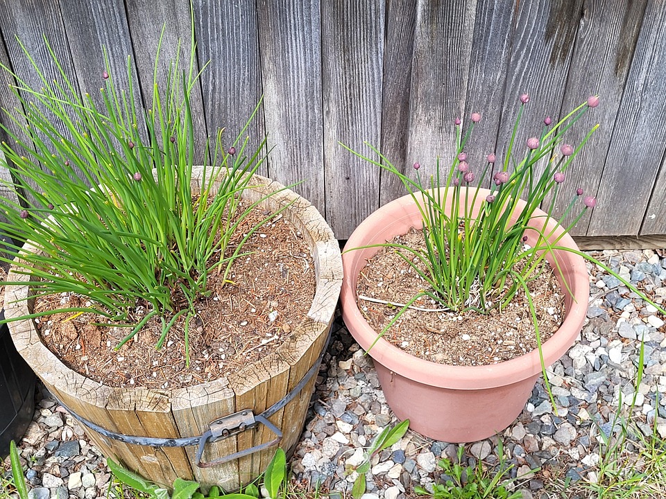 Ciboulette Herbes Plantes - Image gratuite sur Pixabay