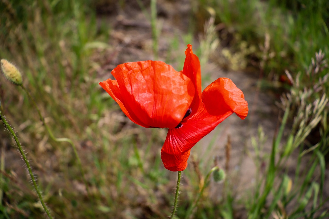 Mais de 10.000 imagens grátis de Poppy Playtime e Natureza - Pixabay