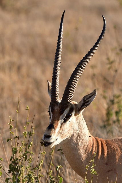 Grant'S Gazelle Animal Mammal - Free photo on Pixabay
