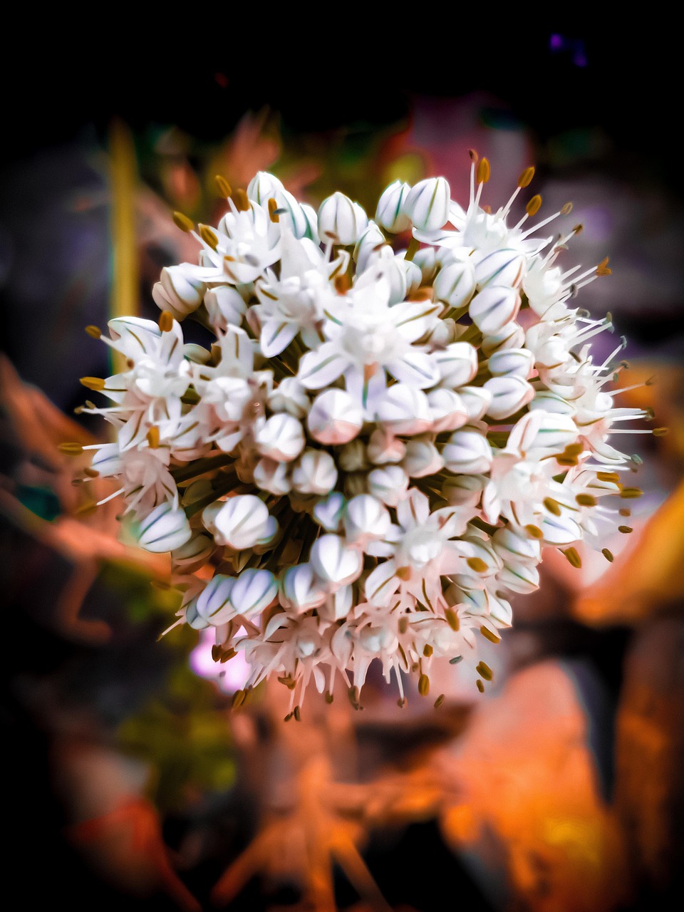 Bela Flor Lindo Fundo De Flores - Foto gratuita no Pixabay - Pixabay
