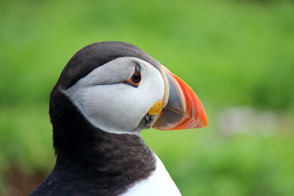 Puffin Bird Nature - Free photo on Pixabay - Pixabay