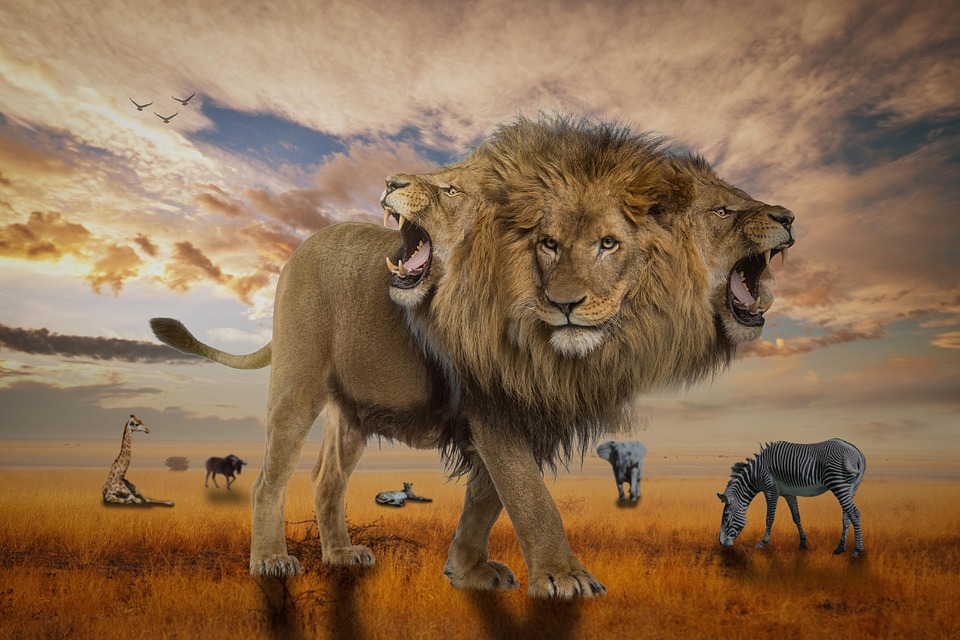 Lion Three-Headed Africa - Free photo on Pixabay