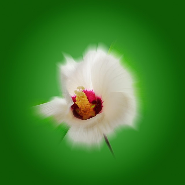 Bunga Mekar Musim Semi - Foto gratis di Pixabay - Pixabay