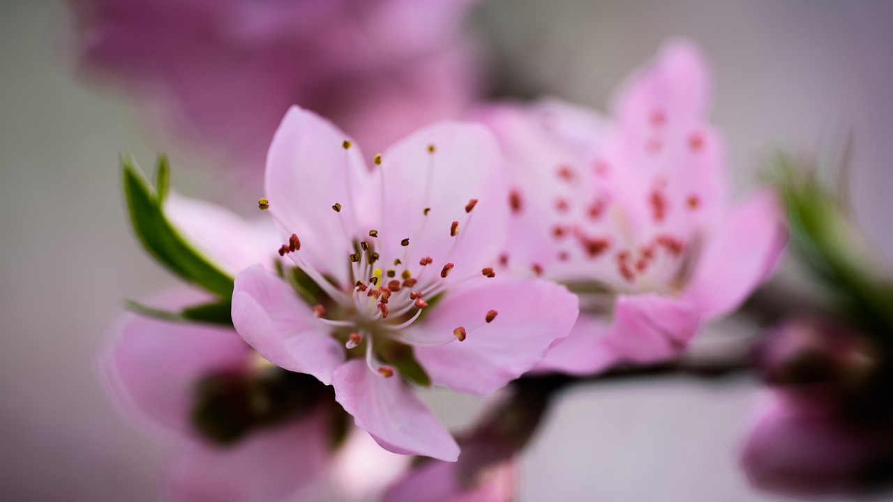 Flores Cor De Pessego Conjunto Do Rosa Flores Cor Gráficos, Pêssego