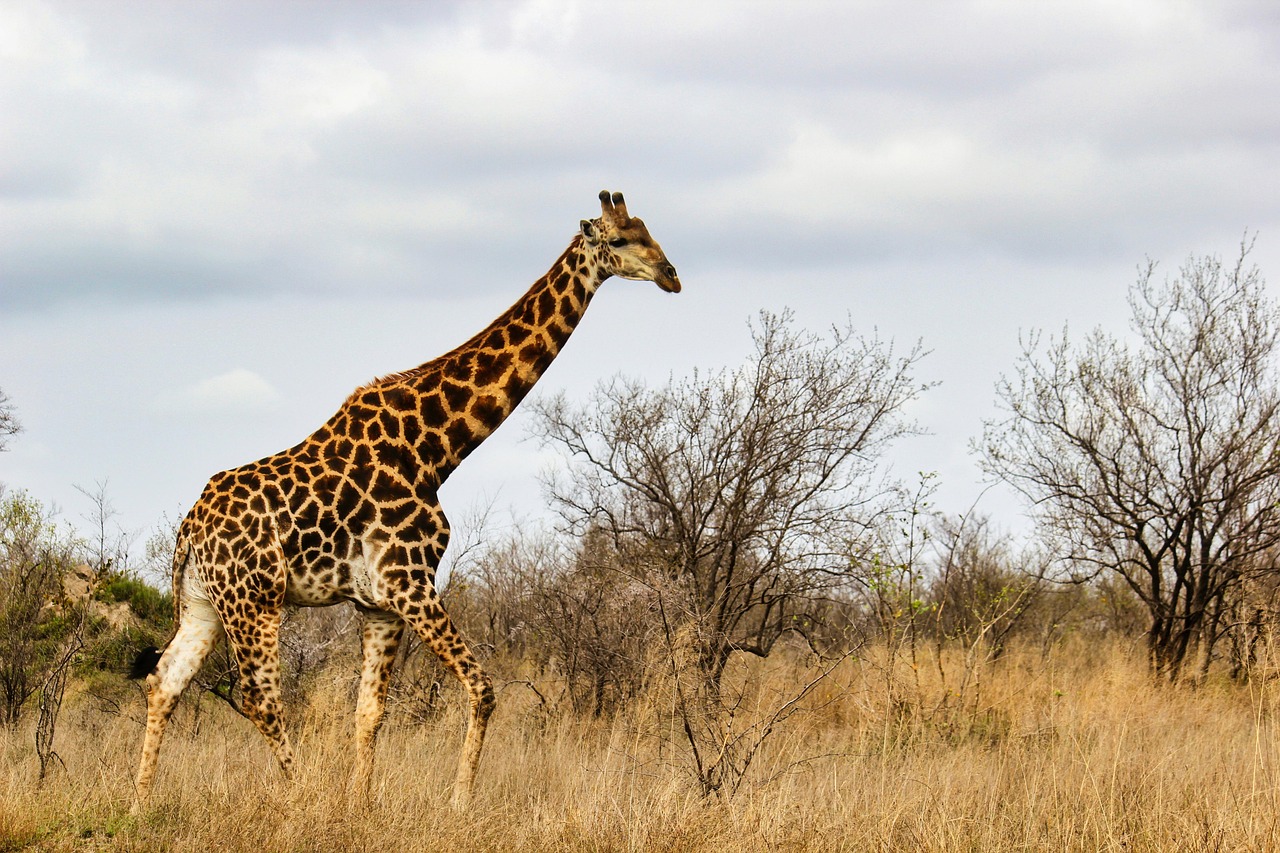 Giraffe Wildlife Namibia - Free photo on Pixabay - Pixabay