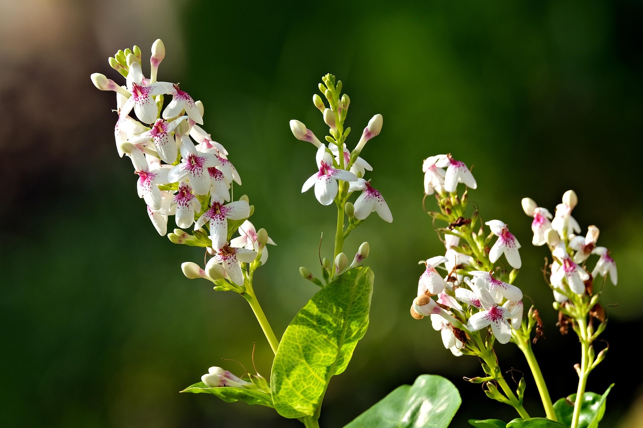 Nature Flora Flower - Free photo on Pixabay - Pixabay