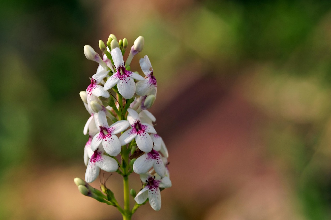 Carruthers Falseface Flower Botany - Free photo on Pixabay - Pixabay
