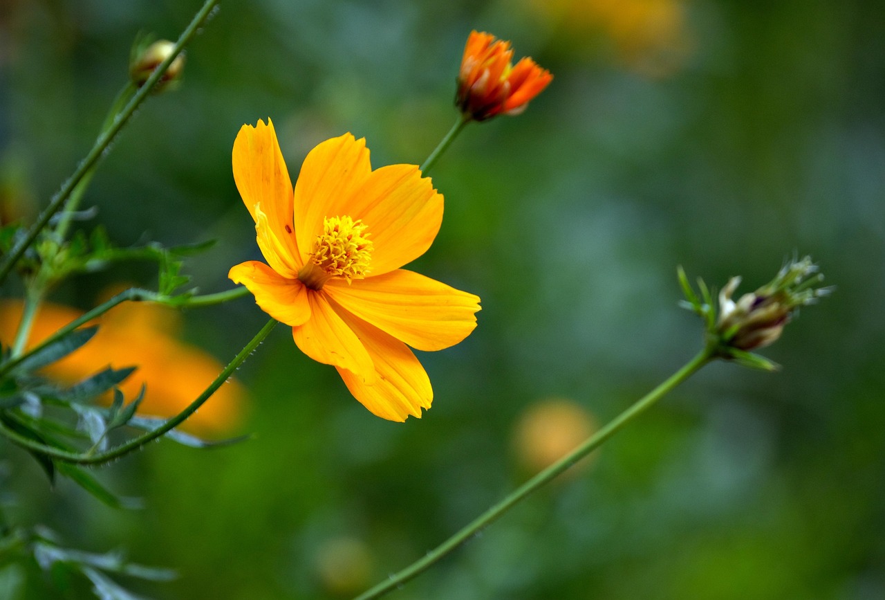 1,000+ Free Cosmos Flower & Nature Images - Pixabay