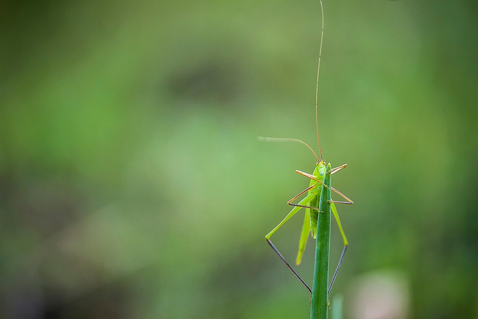 Insecto Saltamontes Fauna - Foto gratis en Pixabay