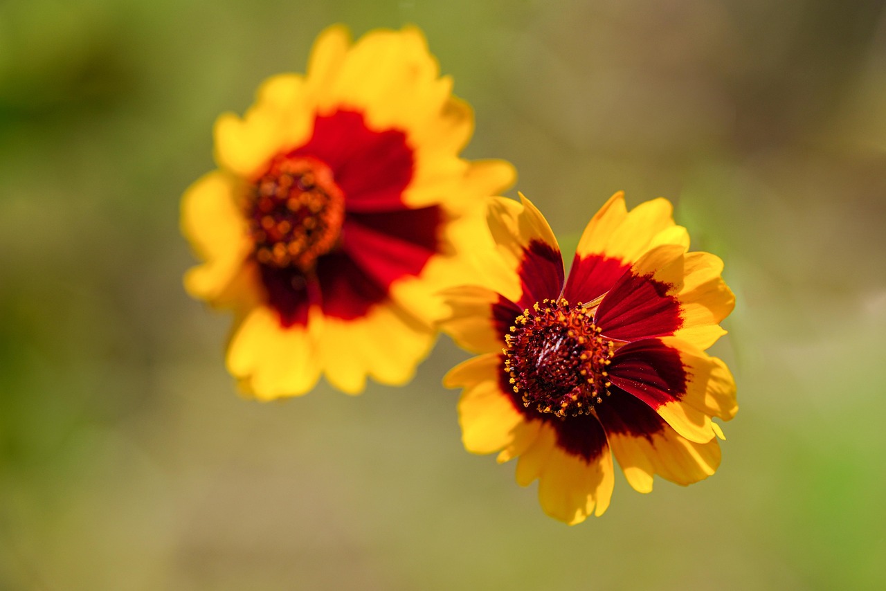 Garden Tickseed Golden - Free photo on Pixabay - Pixabay