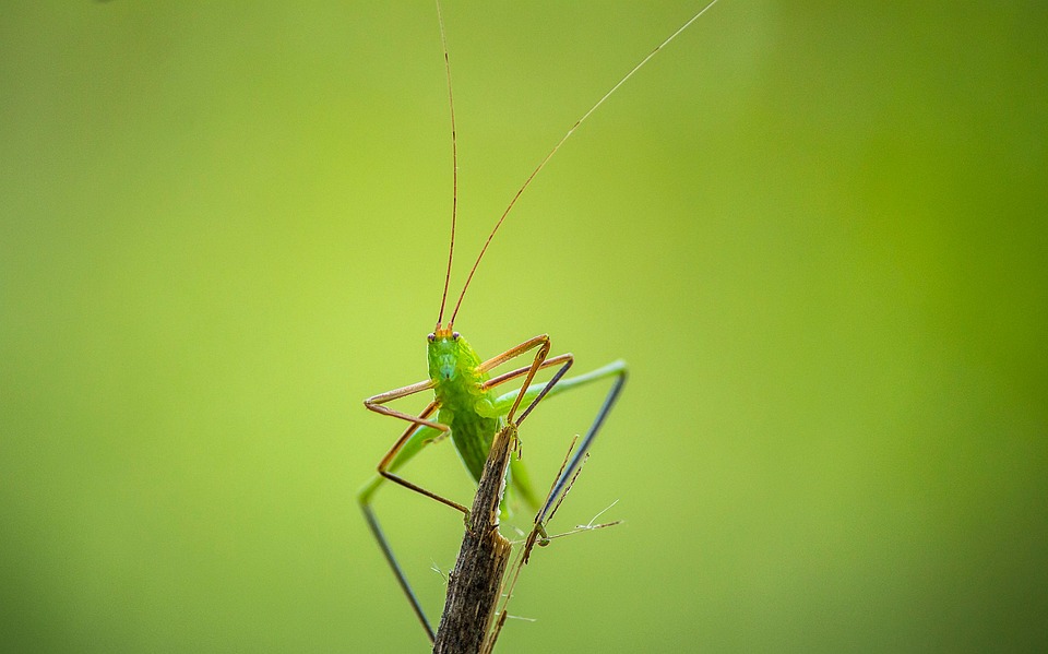 Insecto Saltamontes Fauna - Foto gratis en Pixabay - Pixabay