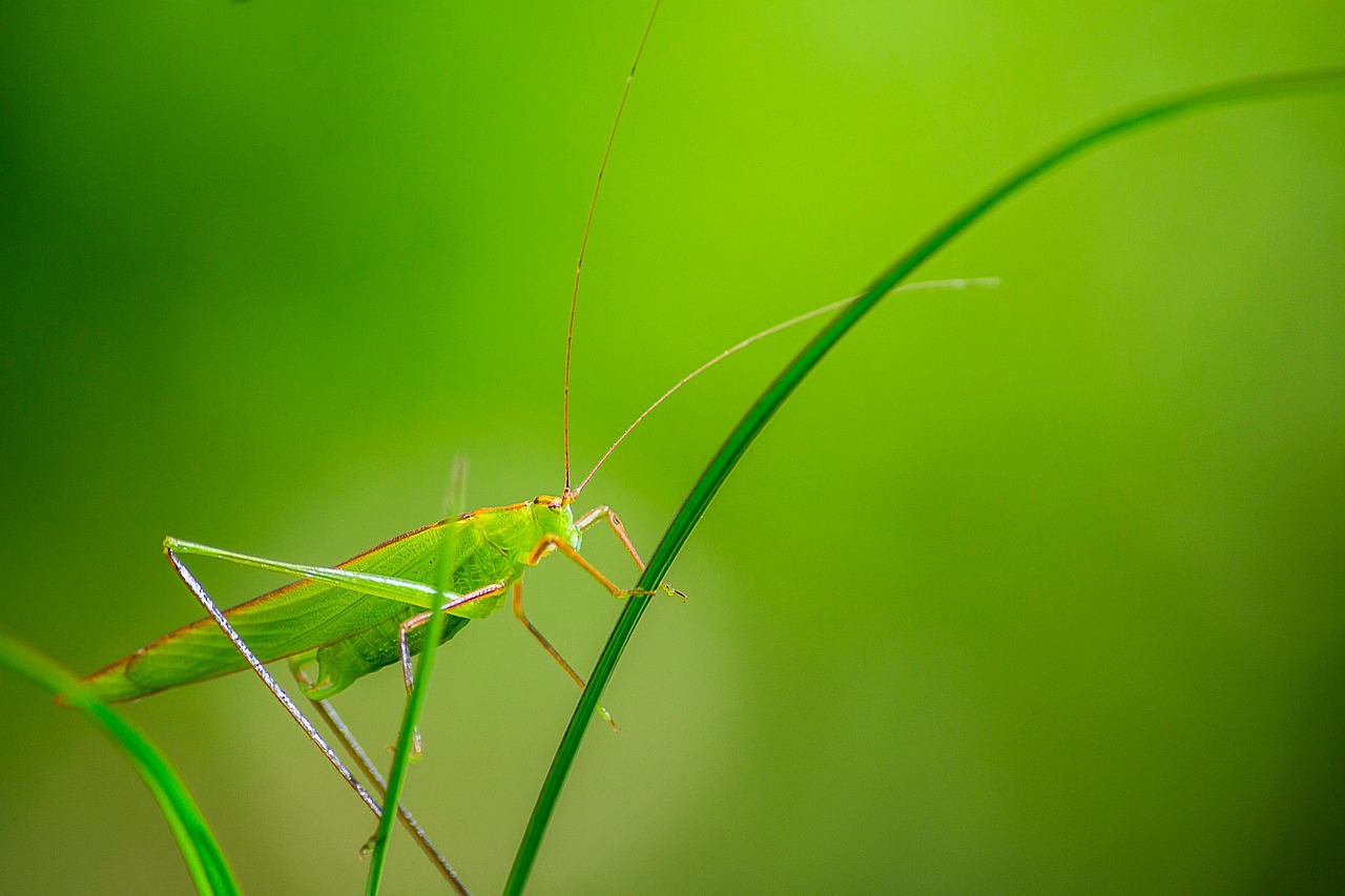 Insecto Saltamontes Fauna - Foto gratis en Pixabay - Pixabay
