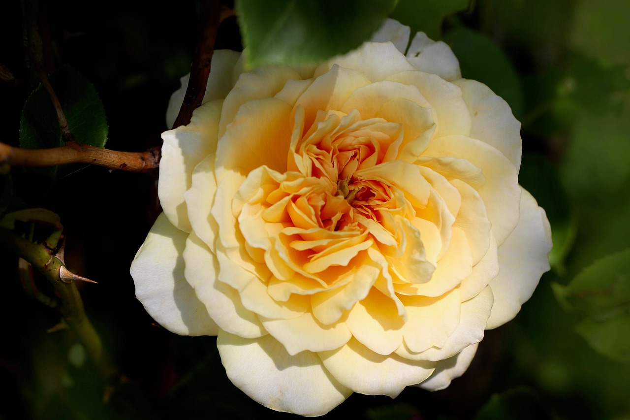 Noble Rose Filled Yellow - Free photo on Pixabay - Pixabay
