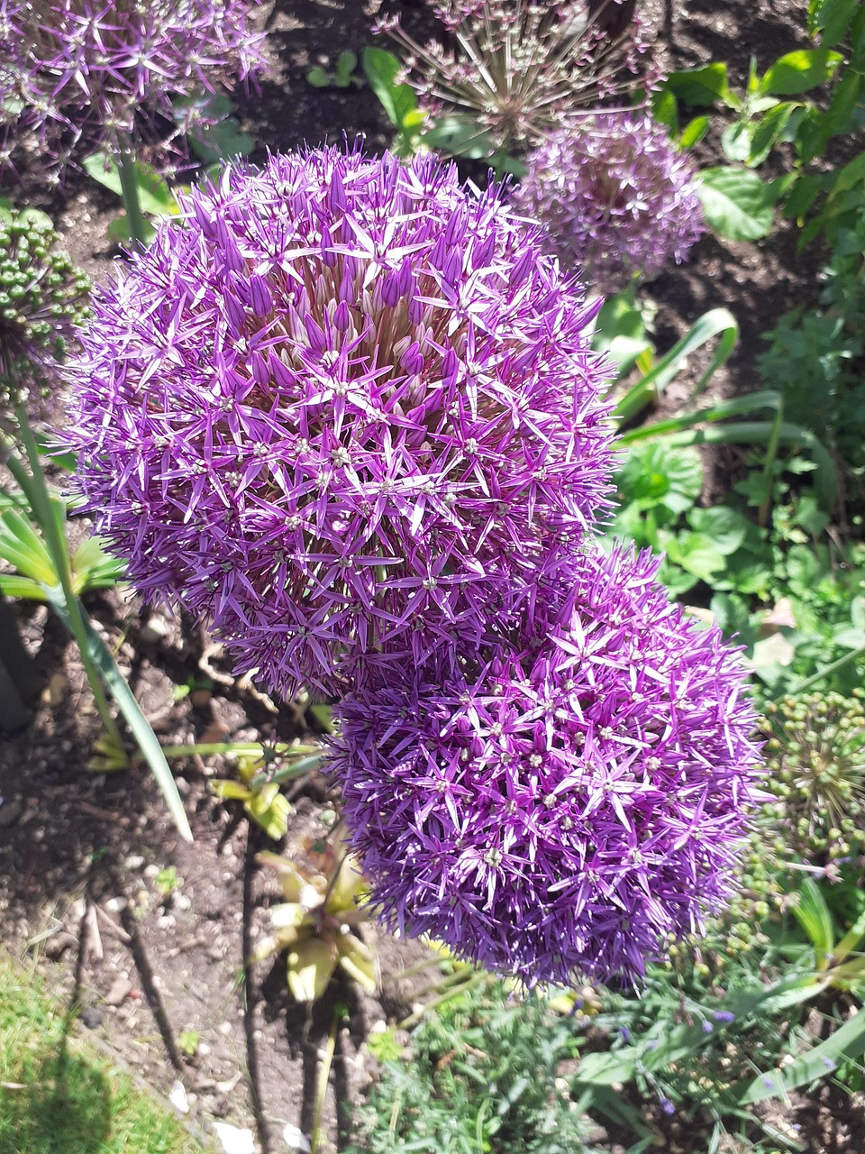 Allium Gigante Planta Flor - Foto gratis en Pixabay - Pixabay