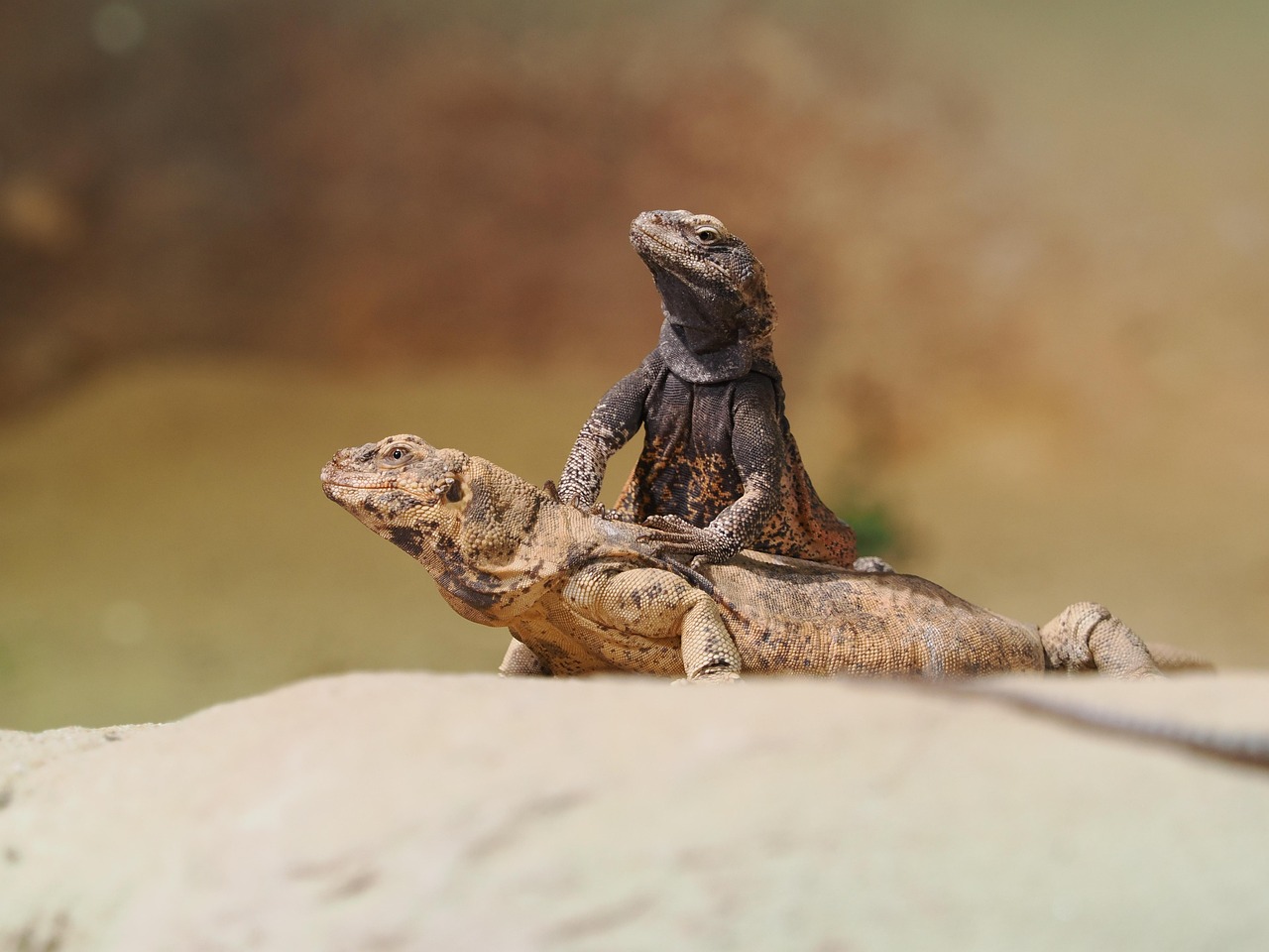 Angel Island Chuckwalla Lizards - Free photo on Pixabay