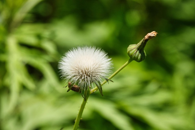 Milk Thistle Flower Plant - Free photo on Pixabay