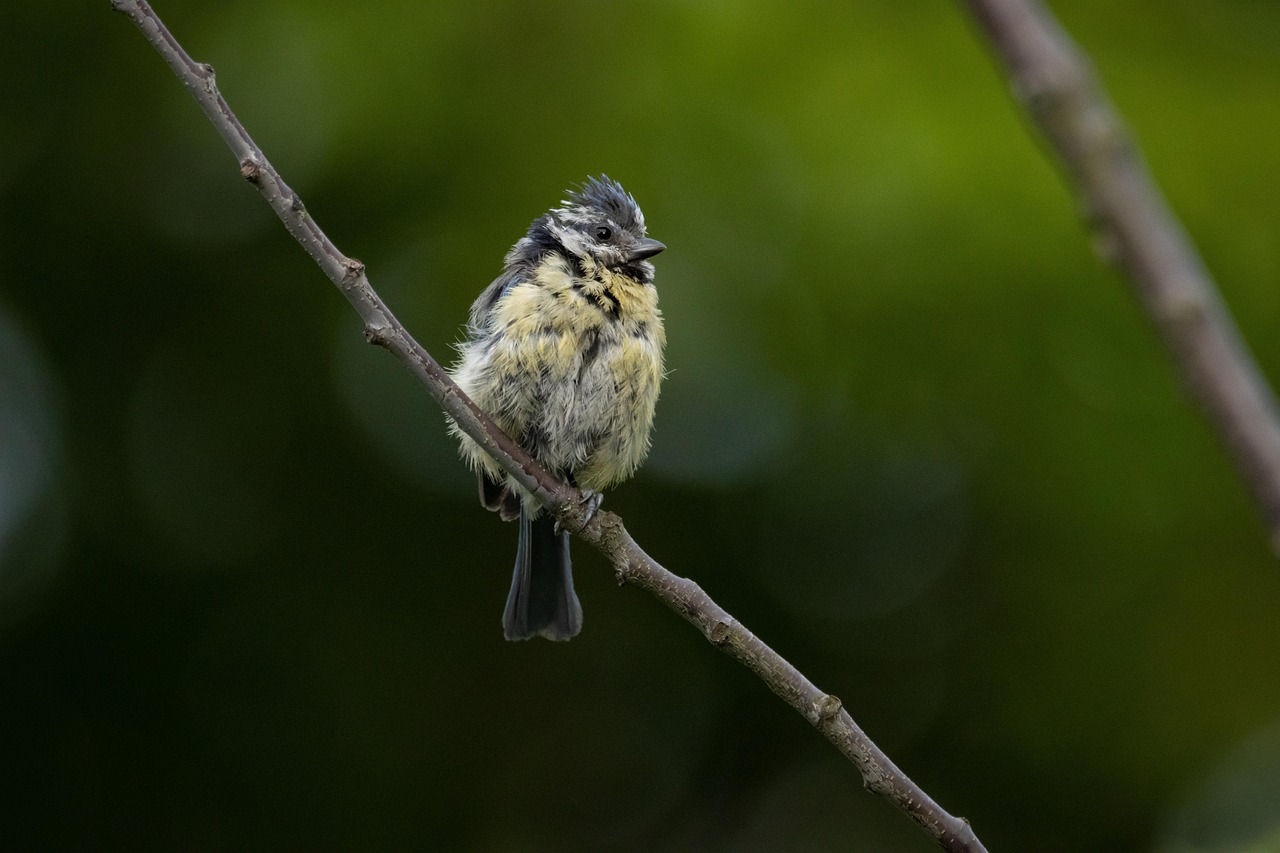 Tit Besar Burung Satwa - Foto gratis di Pixabay - Pixabay