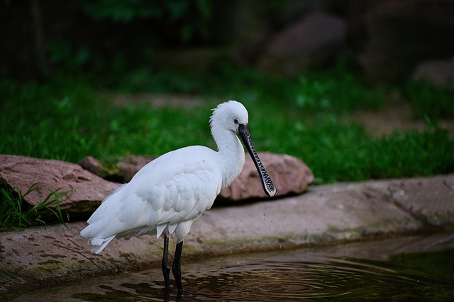 Espátula Pájaro Animal Fauna - Foto gratis en Pixabay - Pixabay
