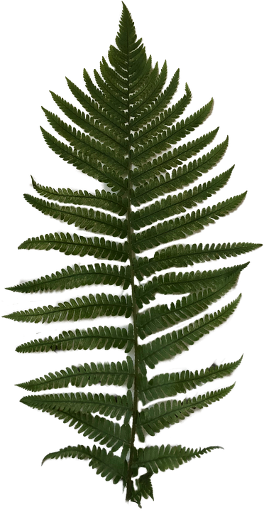 Download Fern, Foliage, Plant. Royalty-Free Stock Illustration Image ...