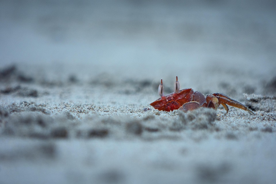 Animal Marin Crabe - Photo gratuite sur Pixabay - Pixabay