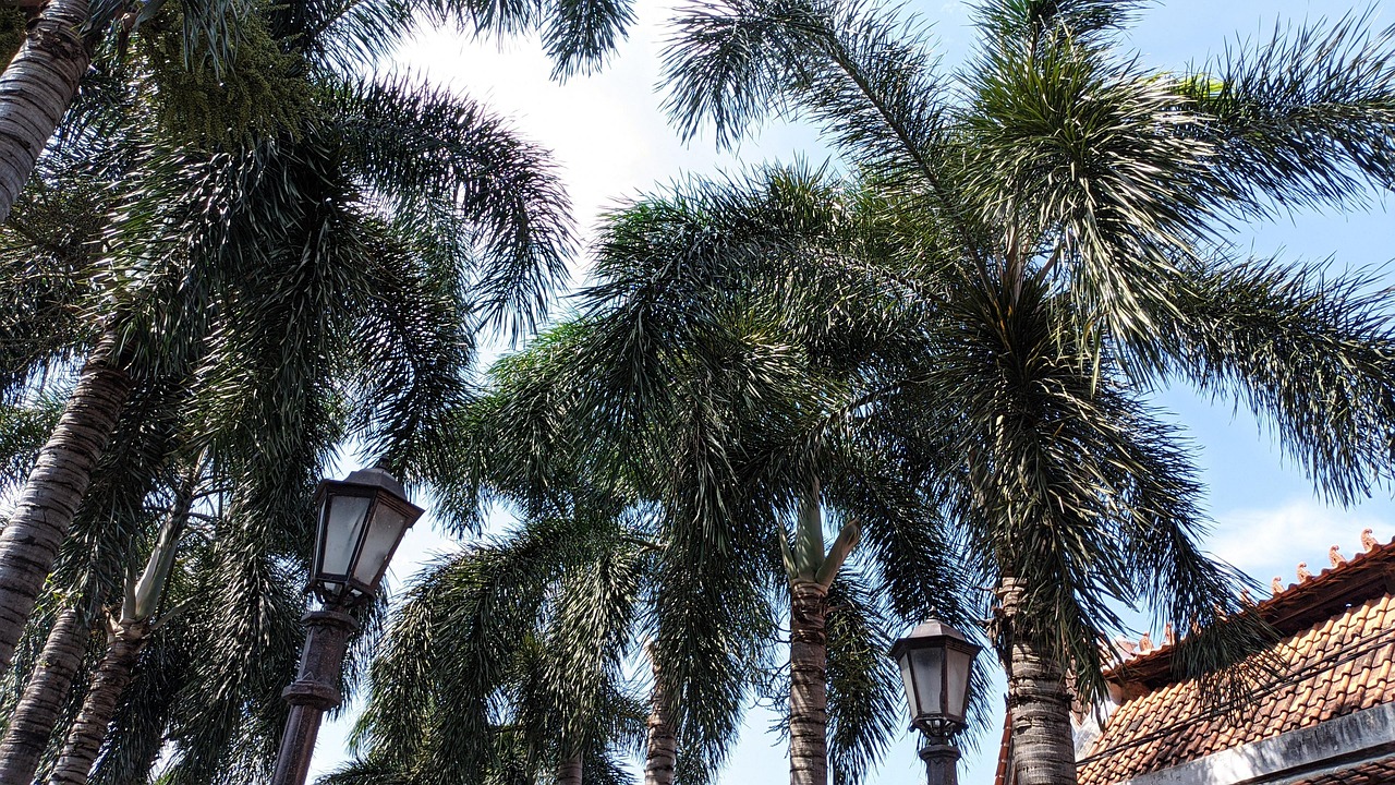 Palm Trees Tree - Free photo on Pixabay - Pixabay