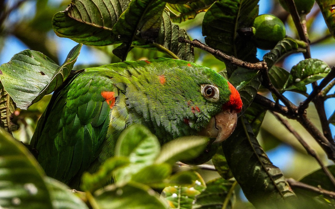 Bird Parakeet Parrot - Free photo on Pixabay - Pixabay