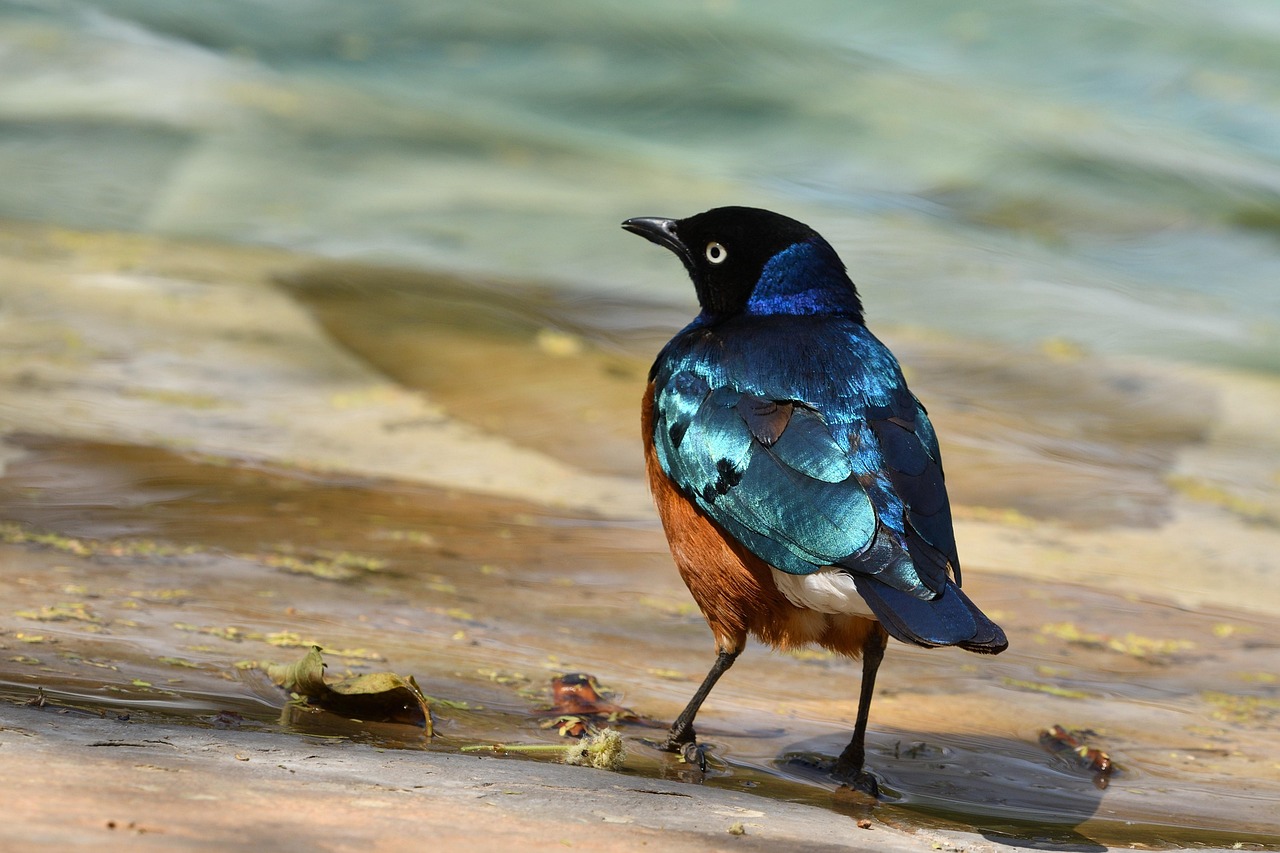 Superb Starling Animal Bird - Free photo on Pixabay