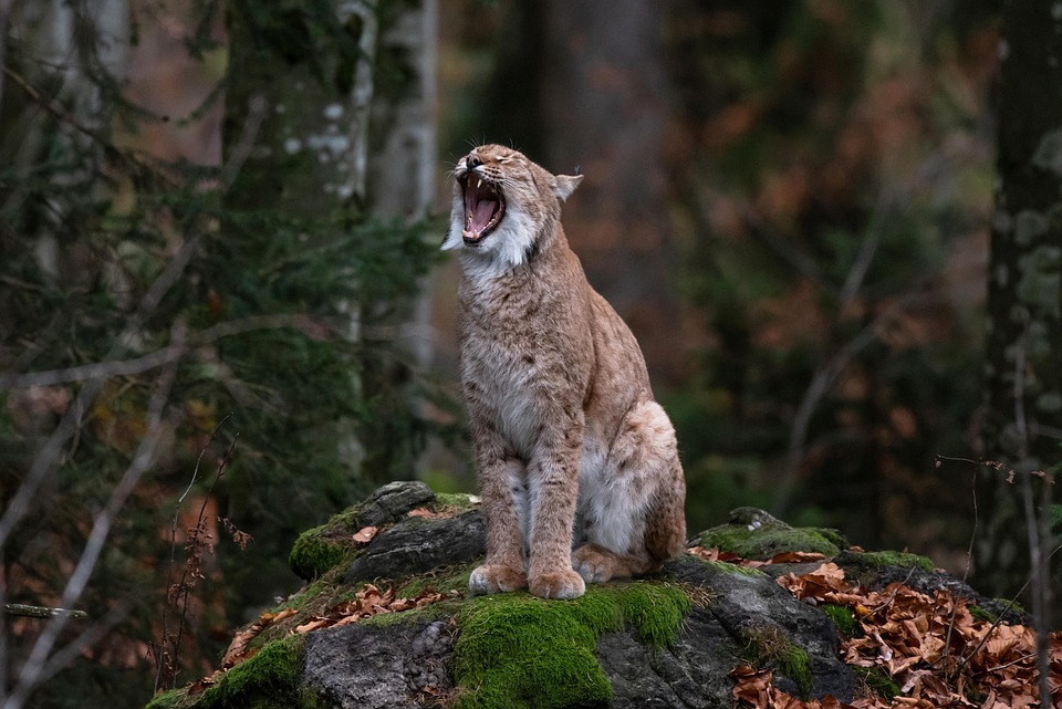 Animal Mammal Lynx - Free photo on Pixabay - Pixabay