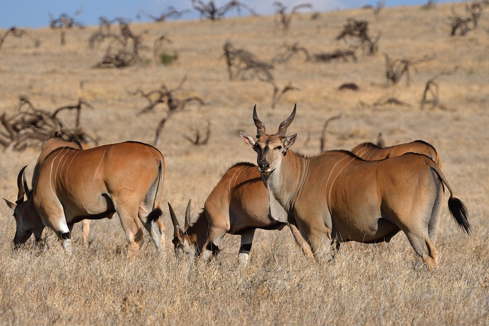 Common Eland Southern - Free photo on Pixabay