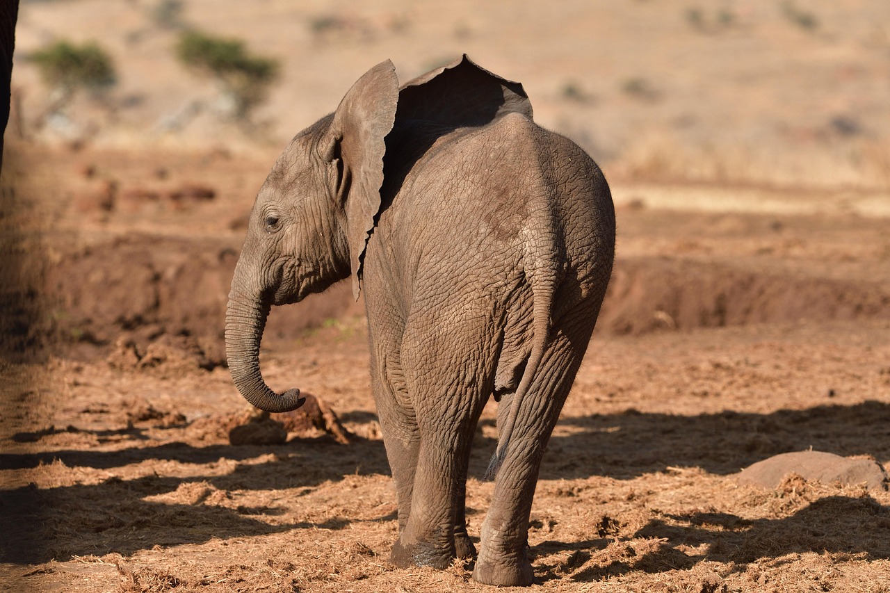 Elefante Africano - Foto gratuita no Pixabay - Pixabay