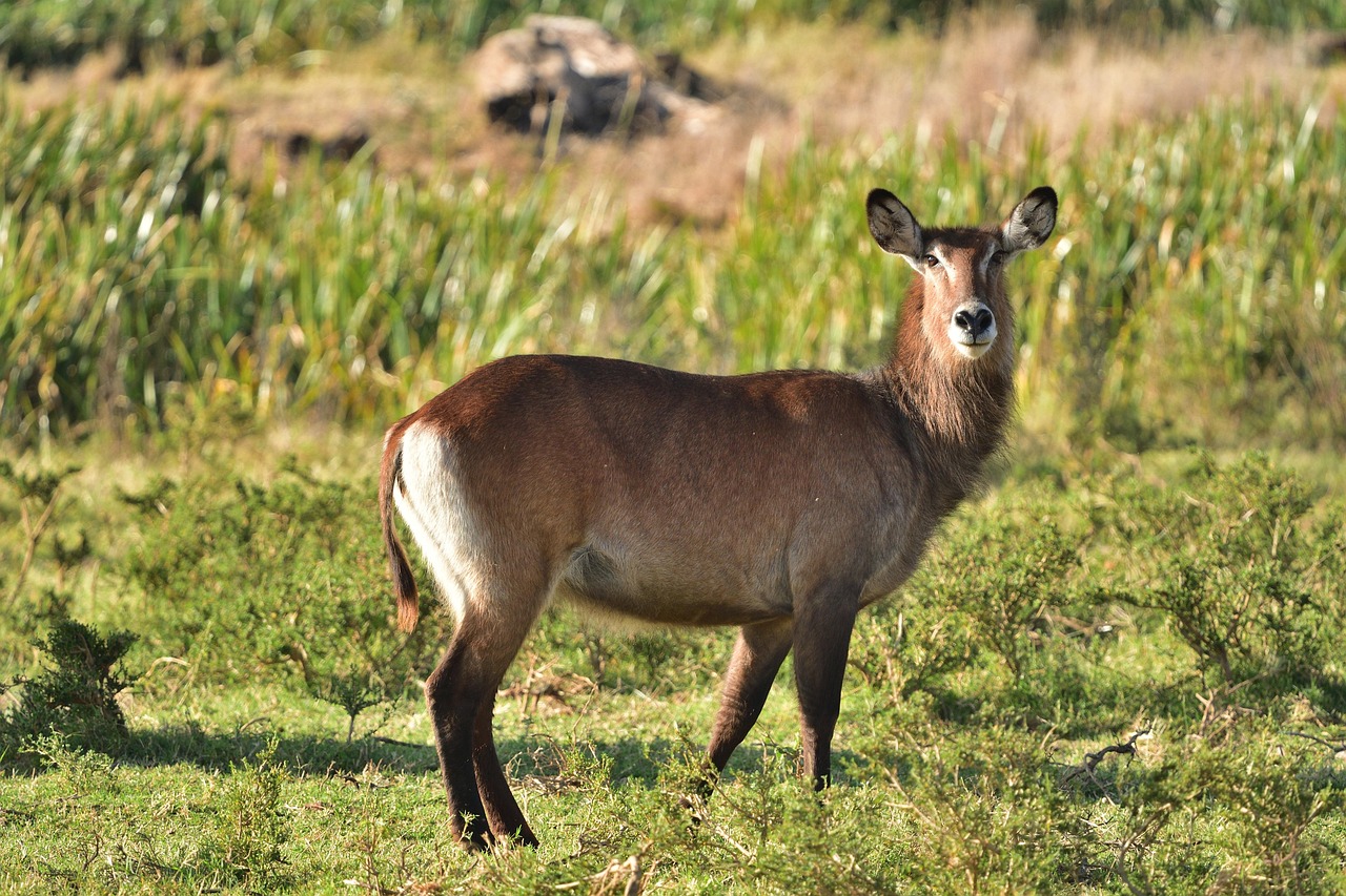 Waterbuck Animal Lewa Wildlife - Free photo on Pixabay