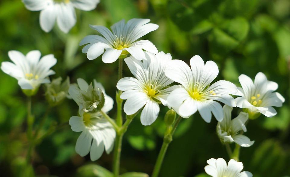 Fleurs Blanches Jardin - Photo gratuite sur Pixabay - Pixabay