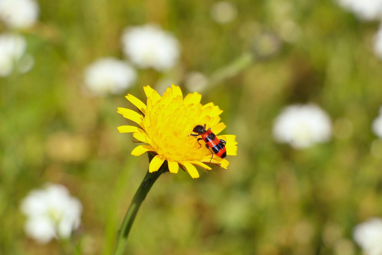Yellow Flower Insect Pollination - Free photo on Pixabay - Pixabay