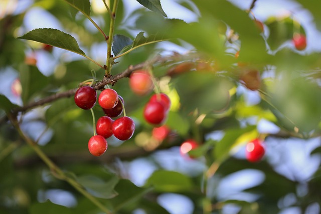 Cerises Aigres Des Fruits - Photo gratuite sur Pixabay - Pixabay