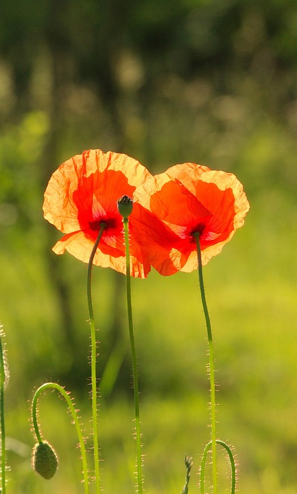 Poppies Red Flowers - Free photo on Pixabay